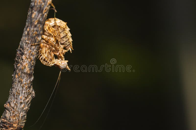 Ceratomantis Saussurii. Praying Mantis on the Branch Stock Image ...