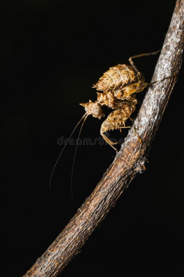 Ceratomantis Saussurii. Horned Mantis Nymph Stock Image - Image of ...