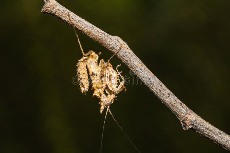 Ceratomantis Saussurii. Praying Mantis on the Branch Stock Photo ...