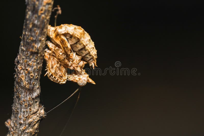 Unicorn Mantis. Ceratomantis Saussurii Stock Photo - Image of mantis ...
