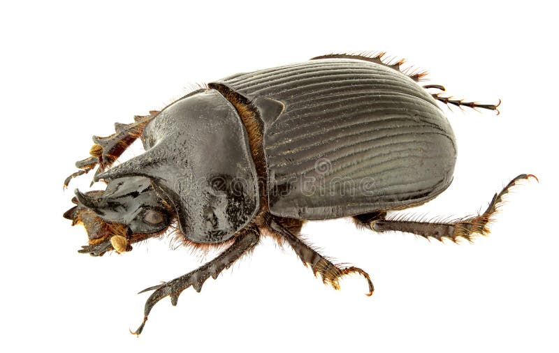Agriotes Lineatus is a Species of Beetle from the Family of Elateridae ...