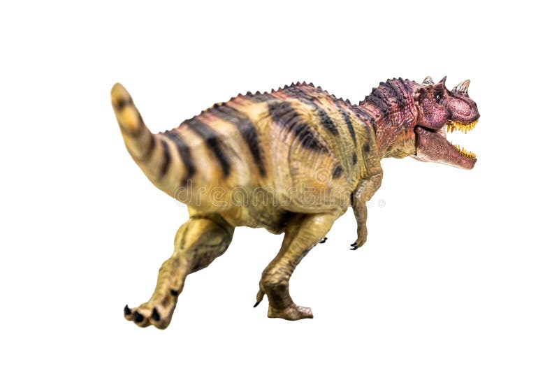 Ceratosaurus Dinosaur on White Isolate Background Clipping Path Stock ...