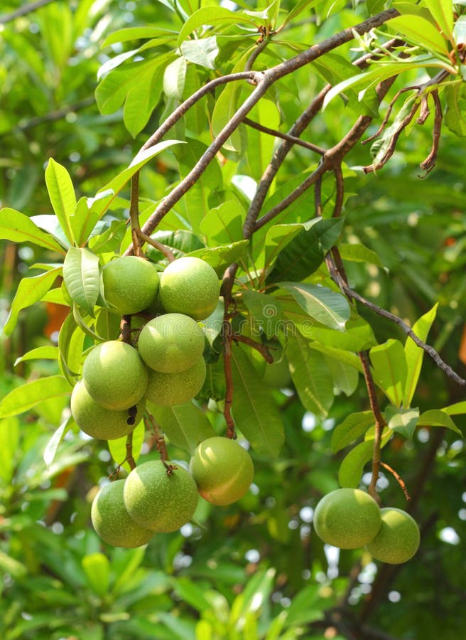Cerbera oddloam fruit stock image. Image of mango, beautiful - 39023701