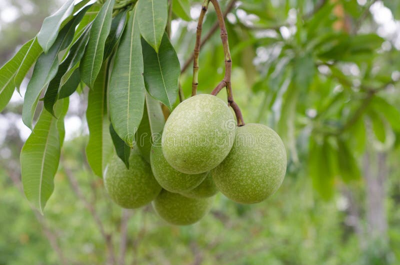 Cerbera oddloam fruit stock photo. Image of fruit, mangrove - 39755738