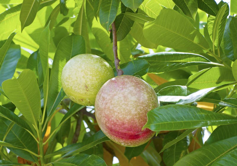 Dry Cerbera Oddloam S Seed with Basket ( Pong-pong, Othalanga, S Stock ...