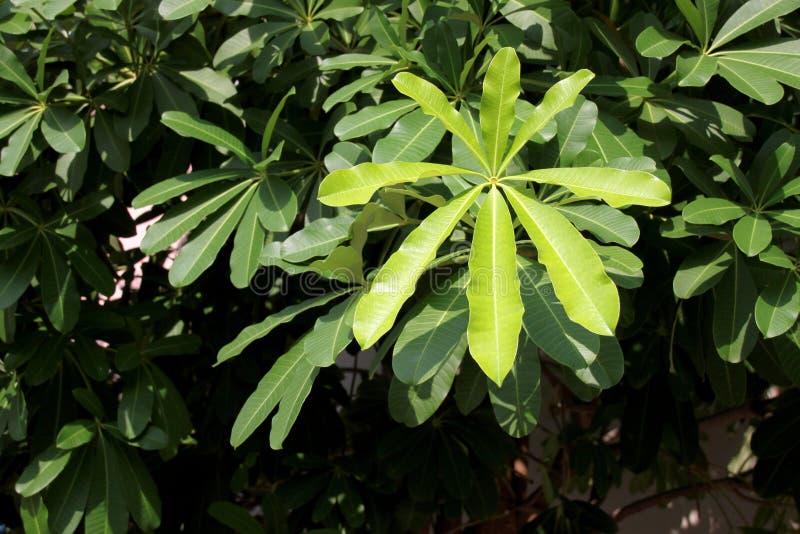 Cerbera Oddloam Leaves on Tree Stock Photo - Image of outside ...