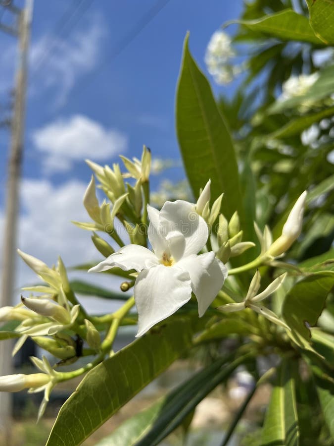 Cerbera Odollam Flower in Nature Garden Stock Image - Image of white ...