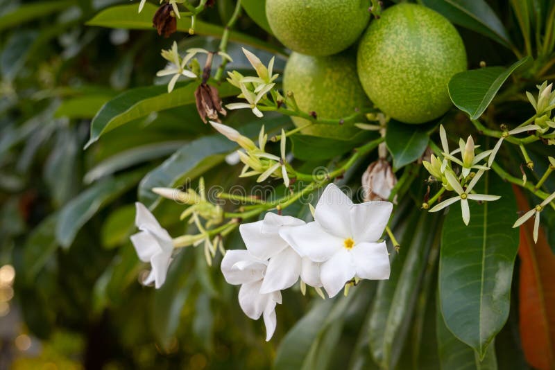 Cerbera Odollam , Seed Ball Stock Photo - Image of surface, yellow ...