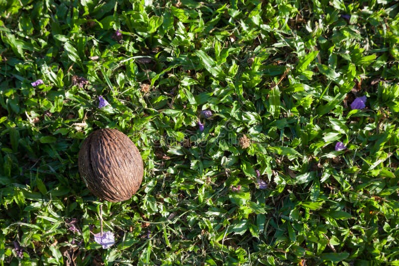 Cerbera odollam seed stock image. Image of nature, brown - 91514793
