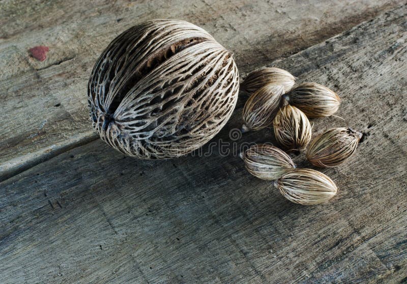 Cerbera odollam seed stock image. Image of kattu, nyan - 33902665