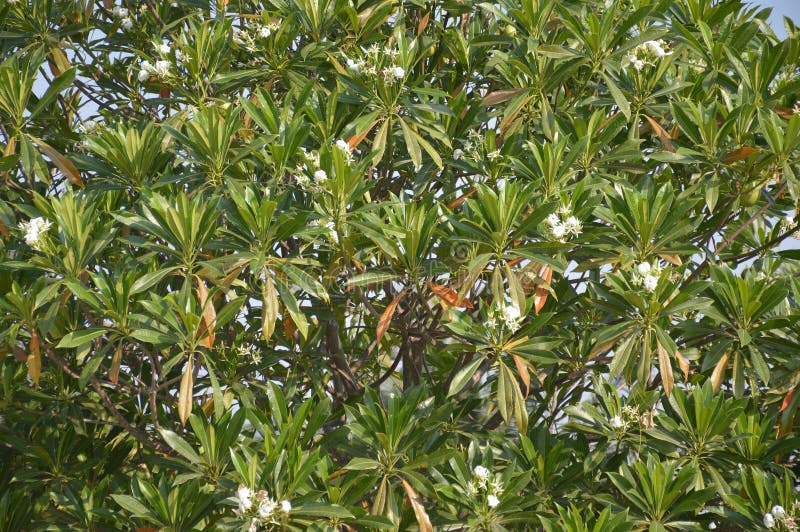 Cerbera odollam tree stock image. Image of branch, flora - 66944887