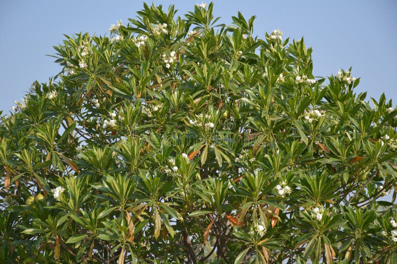 Cerbera odollam tree stock photo. Image of limb, flora - 74396346
