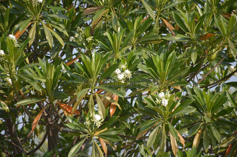 Cerbera-odollam or Dry Suicide Tree Fruit Seed. Decorate with Orange ...