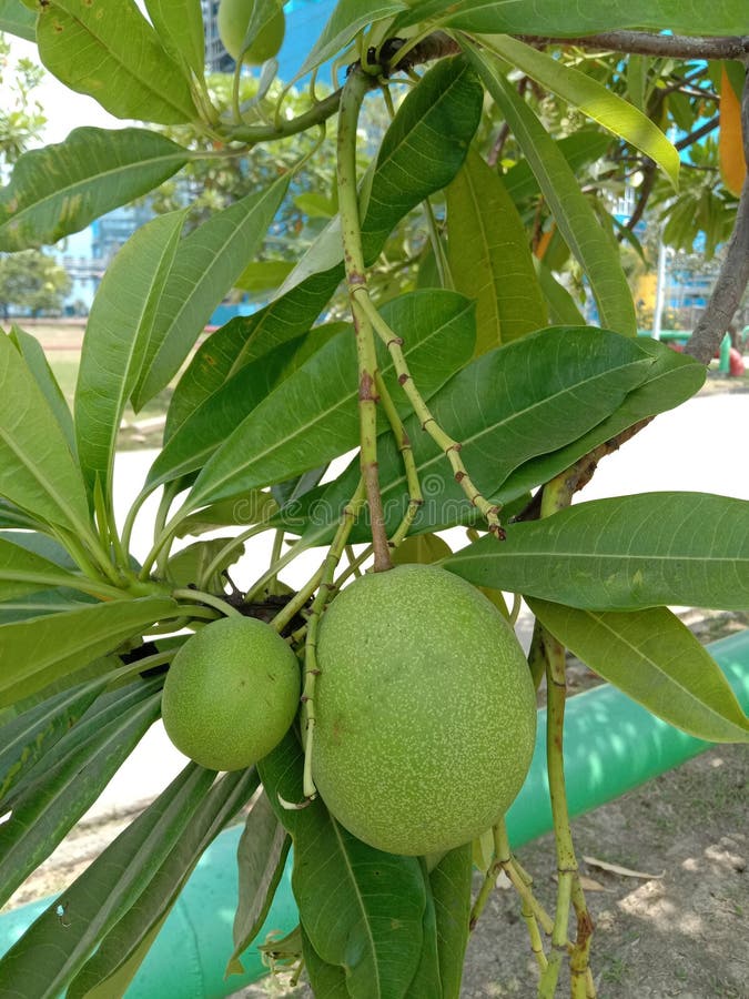 Cerberus Odolam or Cerbera Odollam Fruit Stock Photo - Image of ...