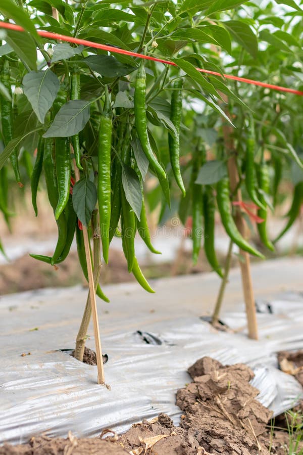 Cerca De Muchas Cosechas Verdes De Los Chiles Imagen de archivo ...