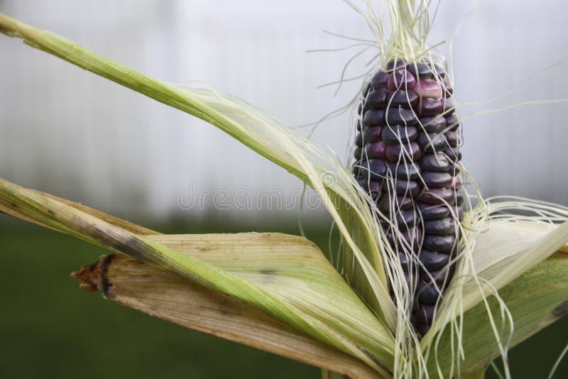 Mazorca De Maíz Con Hongo De Maíz Conocido Como Huitlacoche Imagen de ...