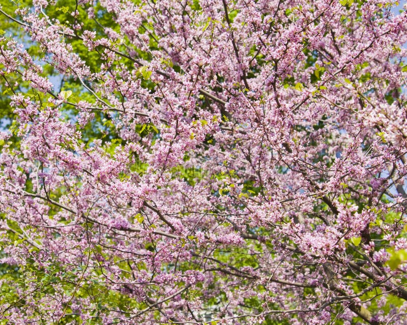 Cercis Canadensis stock image. Image of cercis, branch - 27026895