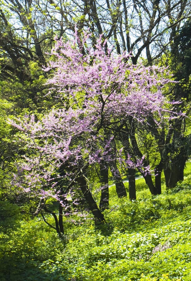 Cercis Canadensis stock photo. Image of eastern, plant - 27249552