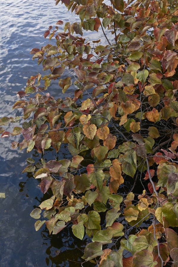 Cercis Canadensis Colorful Foliage Stock Photo - Image of canadensis ...