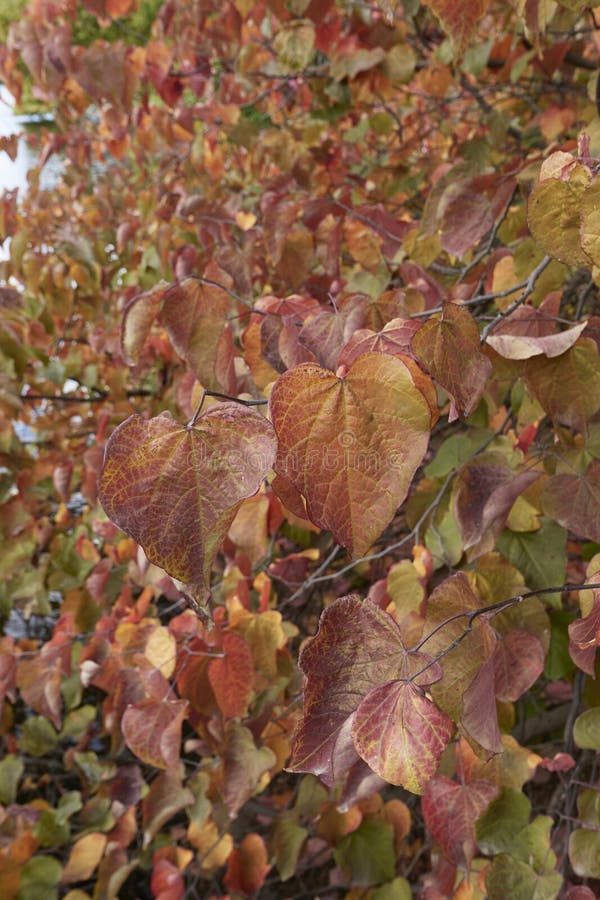 Cercis Canadensis Colorful Foliage Stock Image - Image of pansy, plant ...