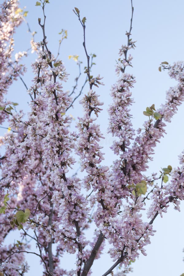 Cercis Canadensis (eastern Redbud) Tree Stock Photo - Image of ...
