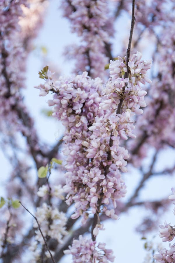 Cercis Canadensis (eastern Redbud) Tree Stock Photo - Image of redbud ...