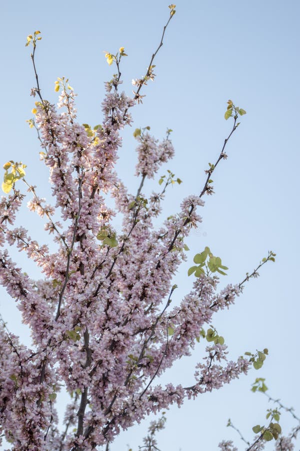 Cercis Canadensis (eastern Redbud) Tree Stock Image - Image of ...