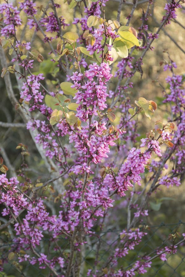 Cercis Canadensis (eastern Redbud) Tree Stock Photo - Image of purple ...