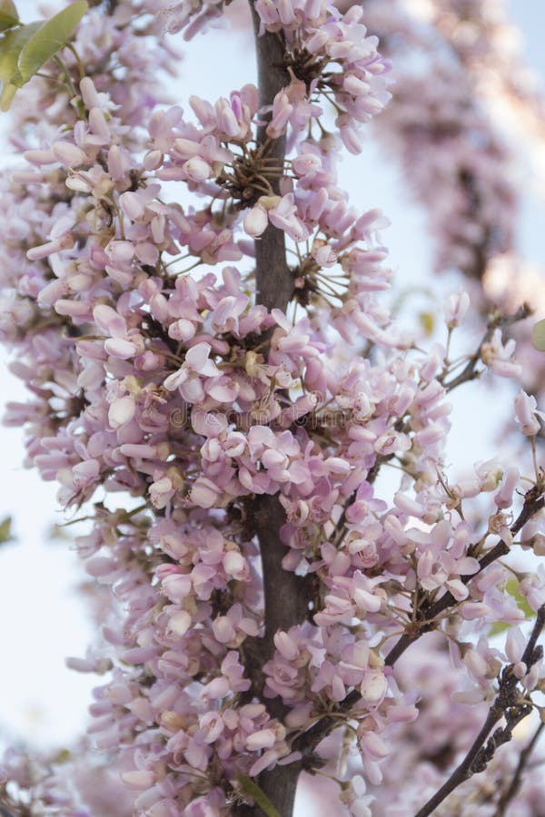 Cercis Canadensis (eastern Redbud) Tree Stock Image - Image of bloom ...