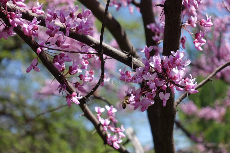 Cercis Canadensis Shrub in Bloom in Spring Stock Image - Image of ...