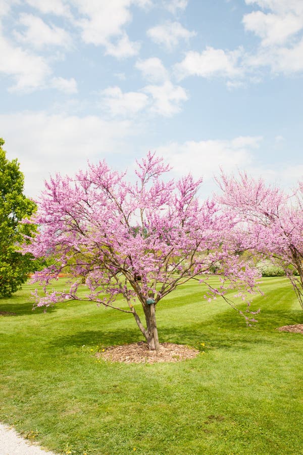 Cercis Griffithii Eastern Redbud is a Large Deciduous Shrub or Stock ...