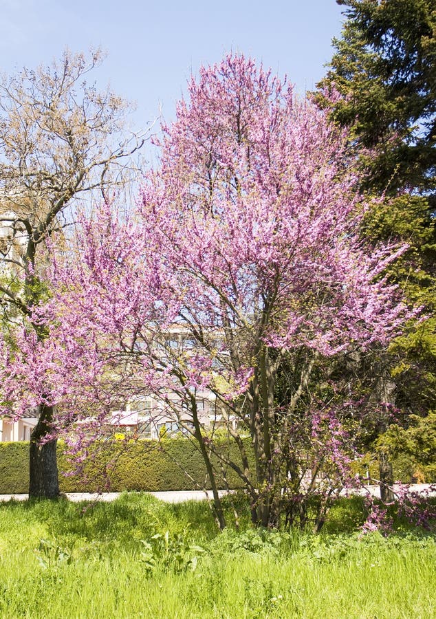 Cercis Redbud tree stock photo. Image of constantine - 87452514