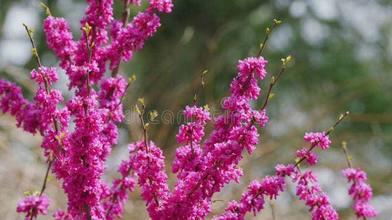 Cercis Siliquastrum Branches with Pink Flowers in Spring. Cercis is a ...