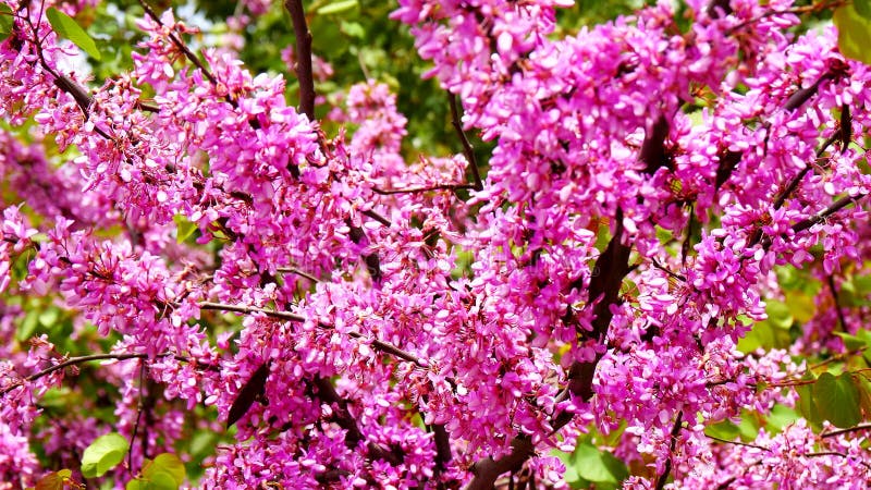Cercis Siliquastrum or Judas Tree. Spring Ornamental Plant is ...