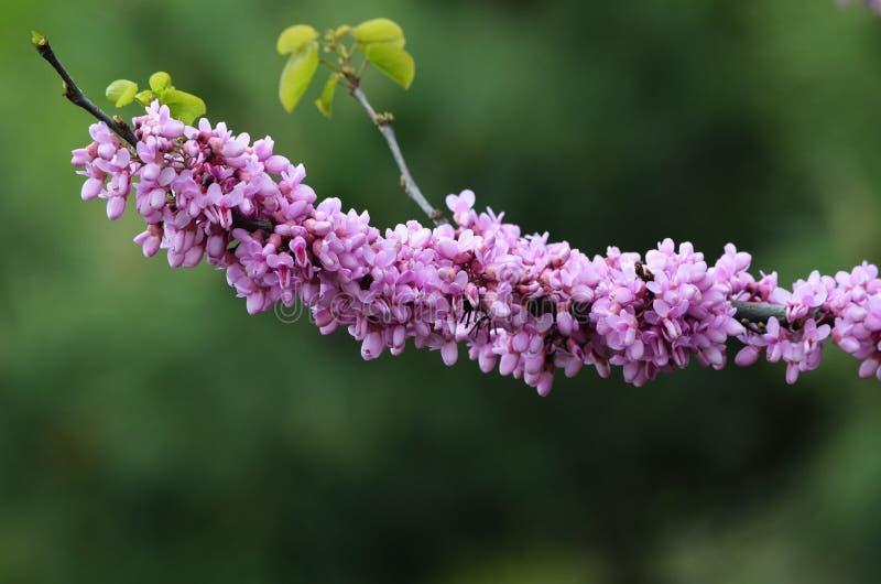 Cercis. Spring flowers stock photo. Image of green, flowers - 71167850