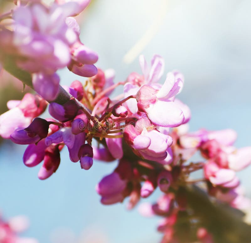 Cercis stock photo. Image of branch, plant, fresh, blossom - 40787420