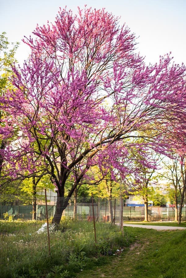 Cercis tree in blossom stock image. Image of colorful - 91422935