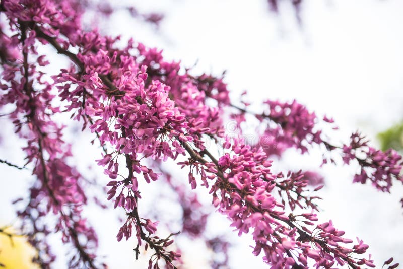 Cercis Tree in Full Blossom Stock Photo - Image of flourish, deciduous ...