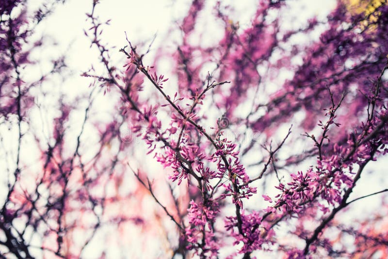 Cercis Tree in Full Blossom Stock Image - Image of edible, blooms: 91422927