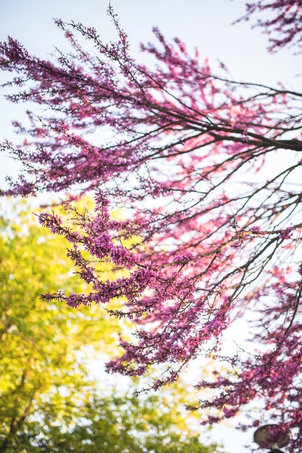 Cercis Tree in Full Blossom Stock Image - Image of deciduous, bright ...