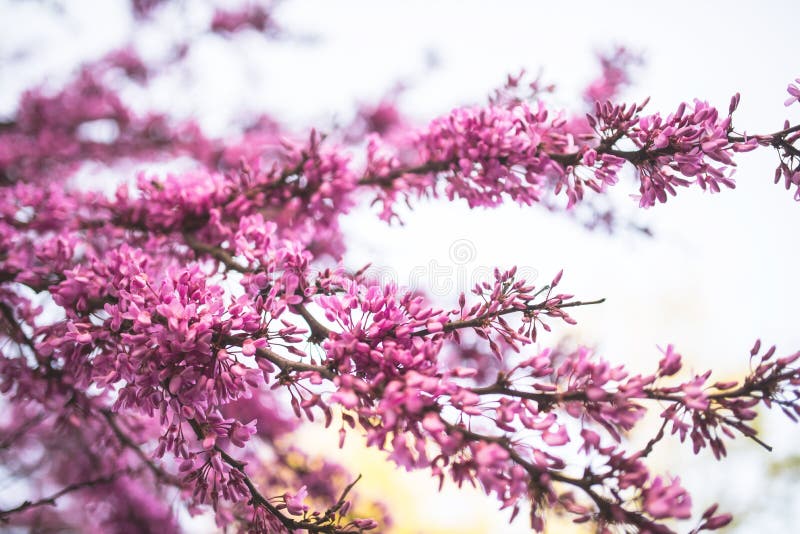 Cercis Tree in Full Blossom Stock Photo - Image of arboretum ...