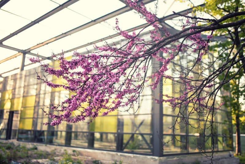 Cercis Tree in Full Blossom Stock Image - Image of blossoms, bright ...