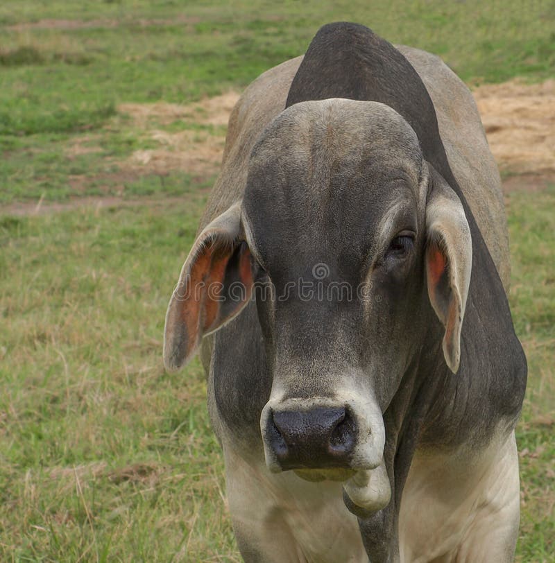 Toro Rojo Del Cebú Del Brahman Foto de archivo - Imagen de lasciva ...