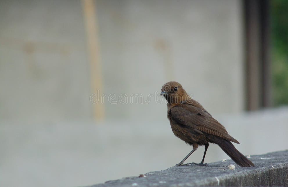 Cercomela Bird stock image. Image of brown, observing - 92067387