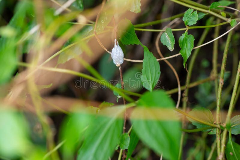Cercopidae, Insects that Protect Larvae with Foam, Insects that Protect ...