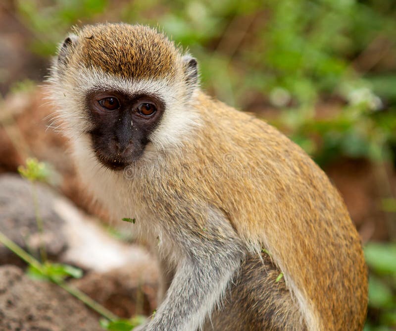 Cercopithecus Aethiops Vervet Monkey Stock Image - Image of innocent ...