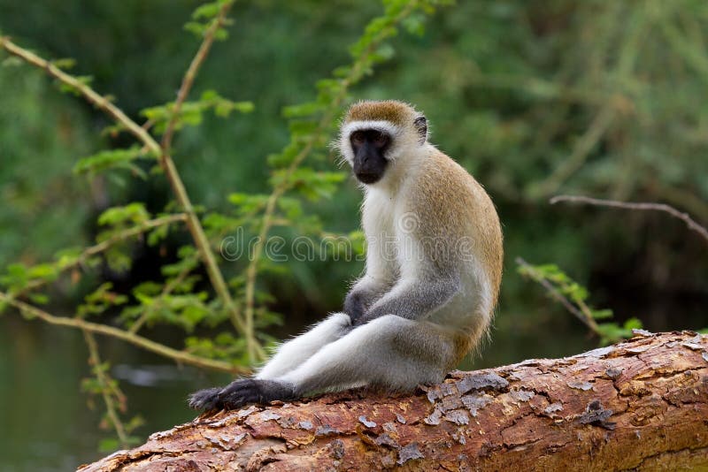 Cercopithecus Aethiops Vervet Monkey Stock Image - Image of african ...
