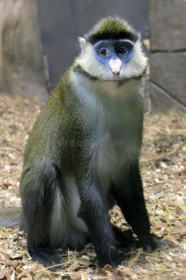 Cercopithecus Ascanius Monkey O Mono Guenon Cola Roja Imagen de archivo ...
