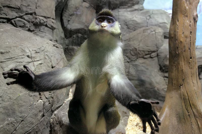Cercopithecus Ascanius Monkey O Mono Guenon Cola Roja Imagen de archivo ...