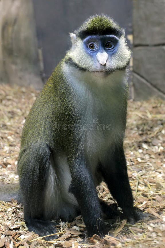 Cercopithecus Ascanius or Redtail Monkey Stock Image - Image of cute ...
